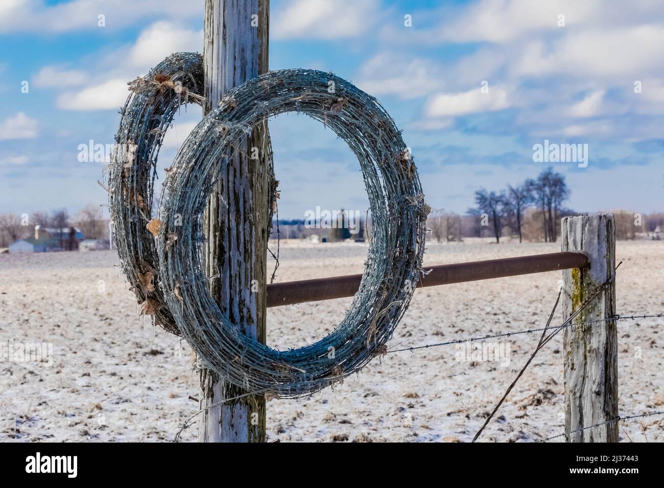 Roll of barbed wire on a fence after an ice storm in Michigan, USA ...