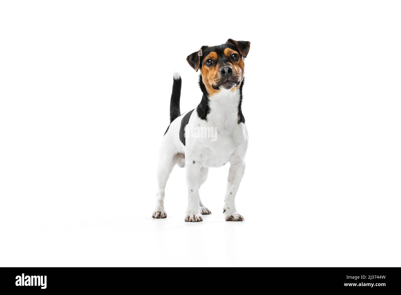 Studio shot of cute small dog, Jack Russell Terrier standing isolated ...