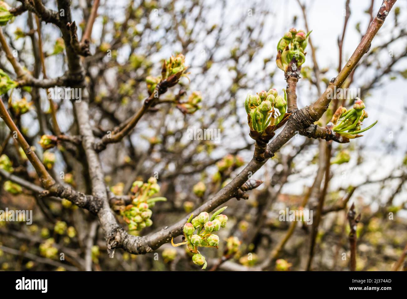 Pear tree young hi-res stock photography and images - Alamy