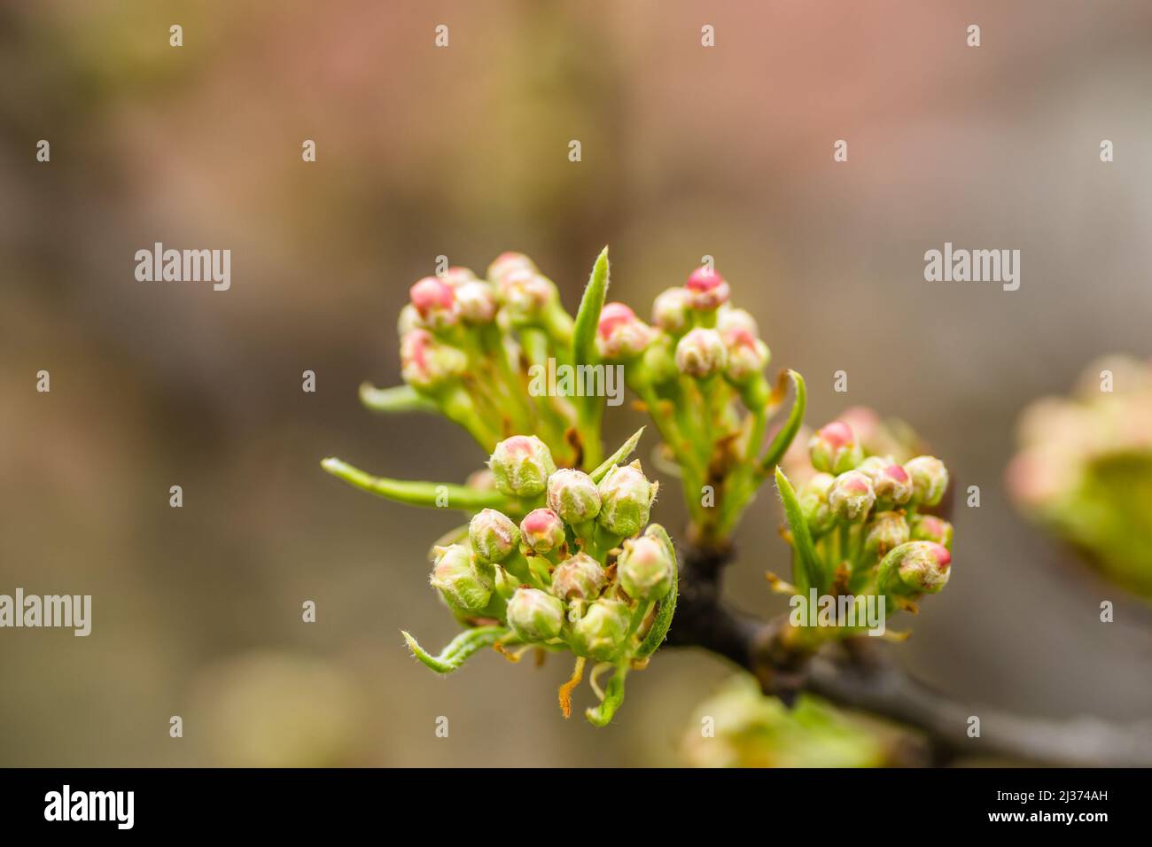 Beautiful green sprig young tree hi-res stock photography and images ...