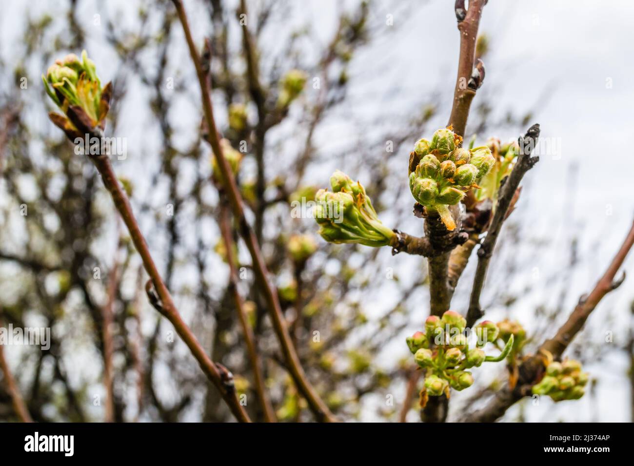 Buds of the pear tree hi-res stock photography and images - Alamy