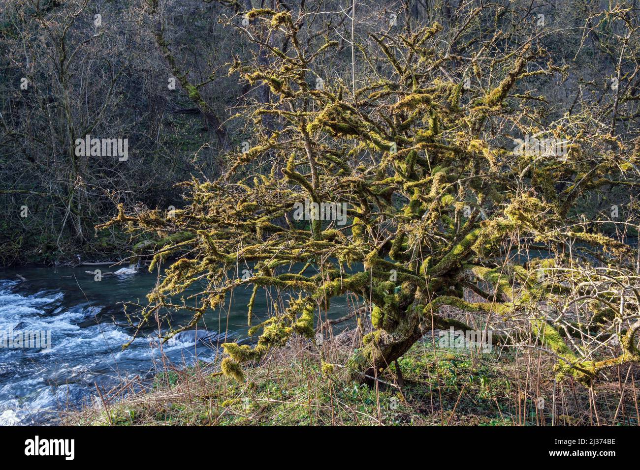 A hawthorn tree covered with moss, Chee Dale, Peak District National ...