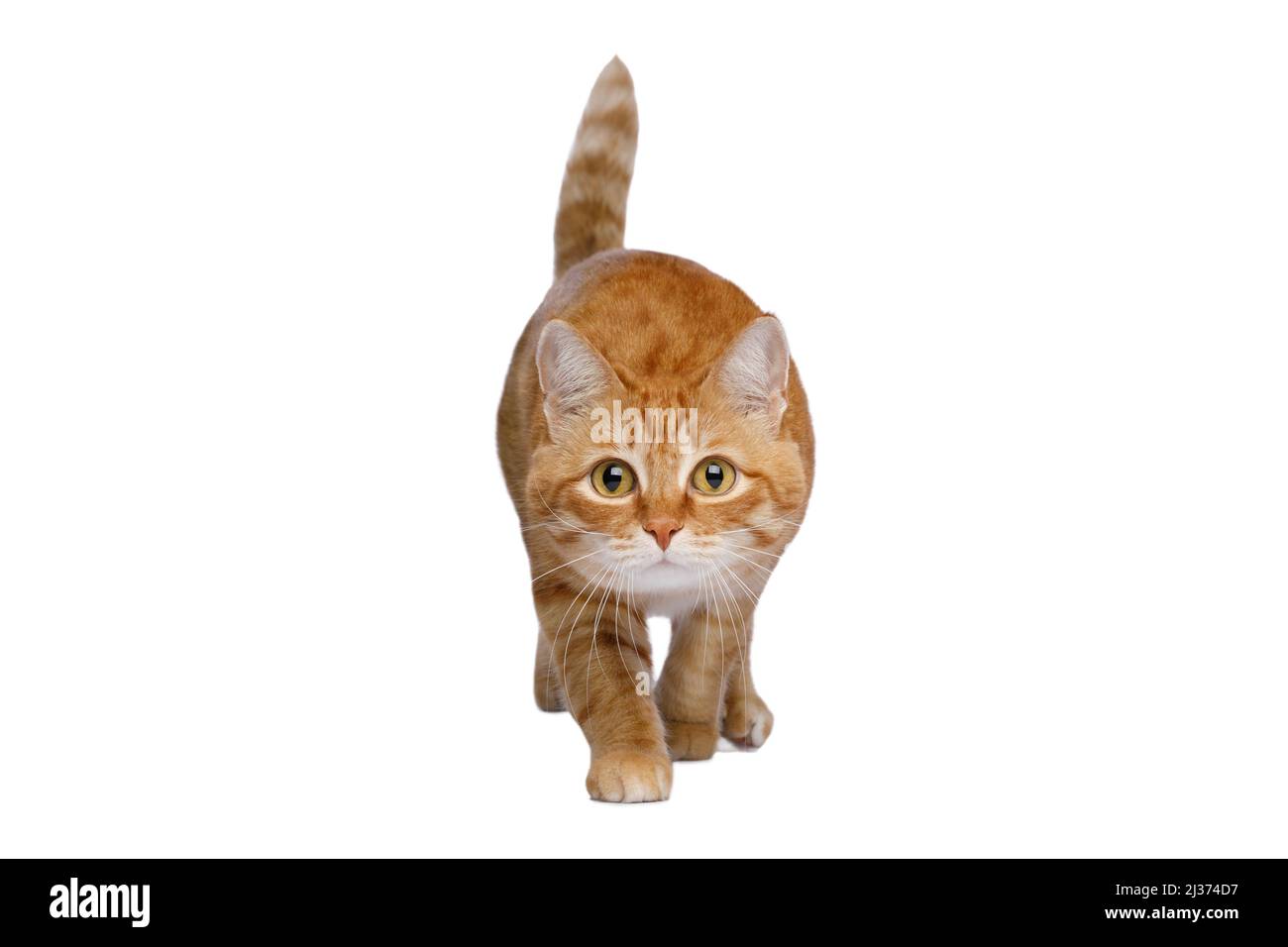 Crouching red cat on Isolated white background, front view Stock Photo ...