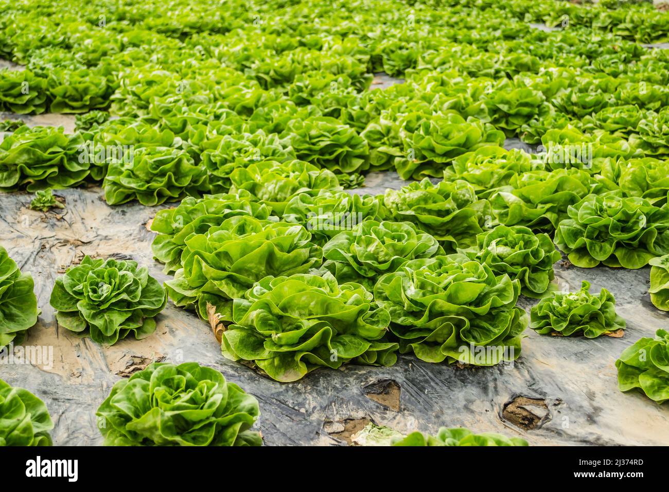 Young spring organic lettuce planted in a greenhouse Stock Photo - Alamy