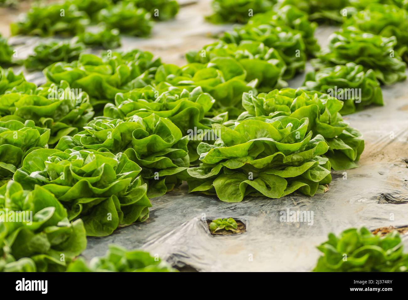 Young spring organic lettuce planted in a greenhouse Stock Photo - Alamy