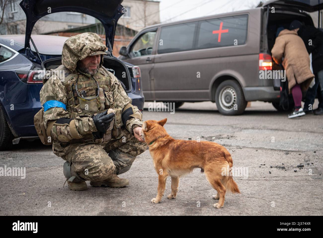 Russian Army Dog