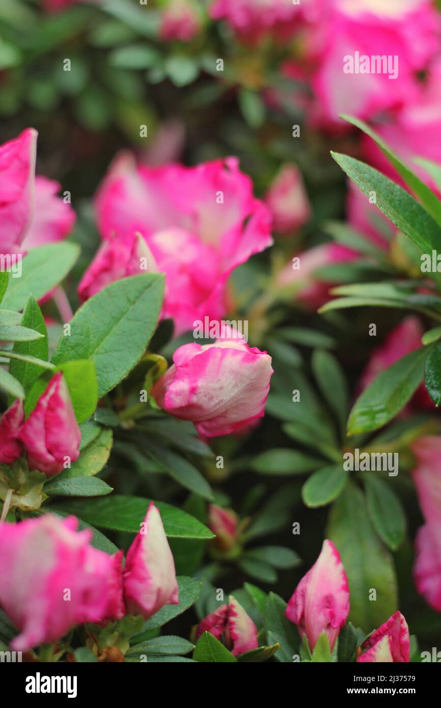 Beautiful pink flowers growing in the flower garden Stock Photo - Alamy