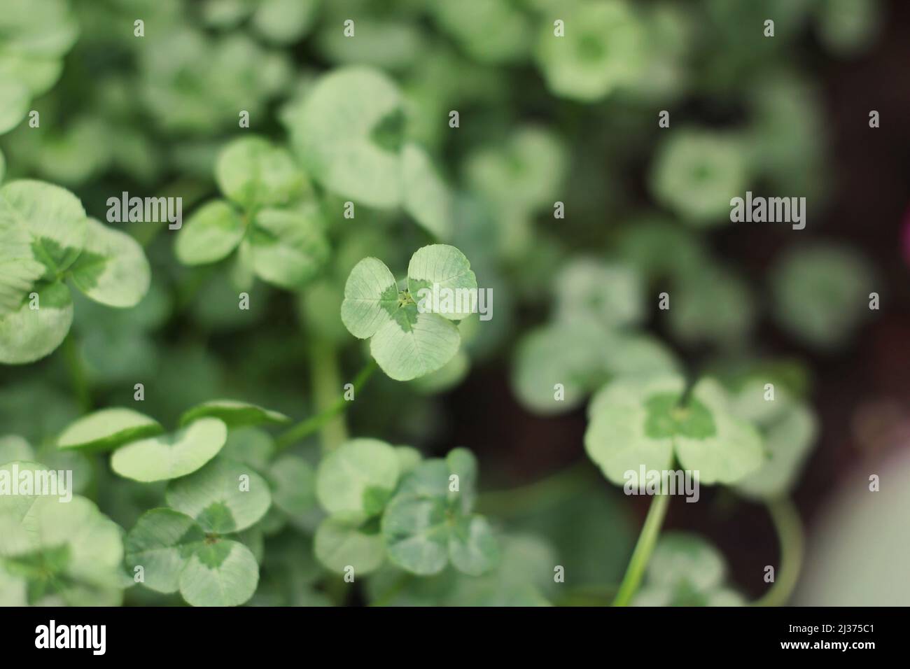 Beautiful green clovers growing in the picturesque garden Stock Photo ...