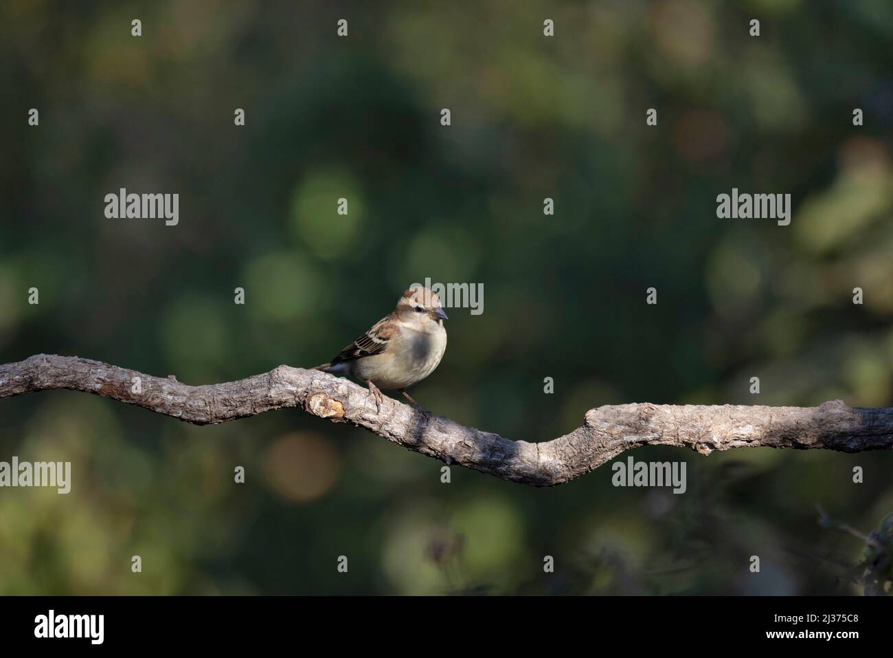 Asian russet sparrow hi-res stock photography and images - Alamy