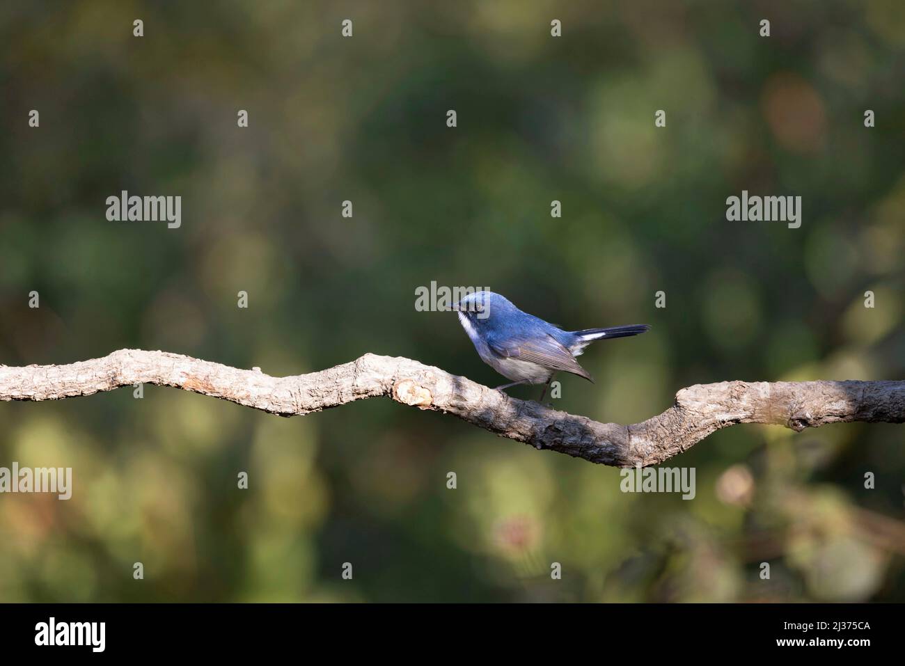 Slaty blue Flycatcher, Ficedula tricolor, Uttarakhand, India Stock ...