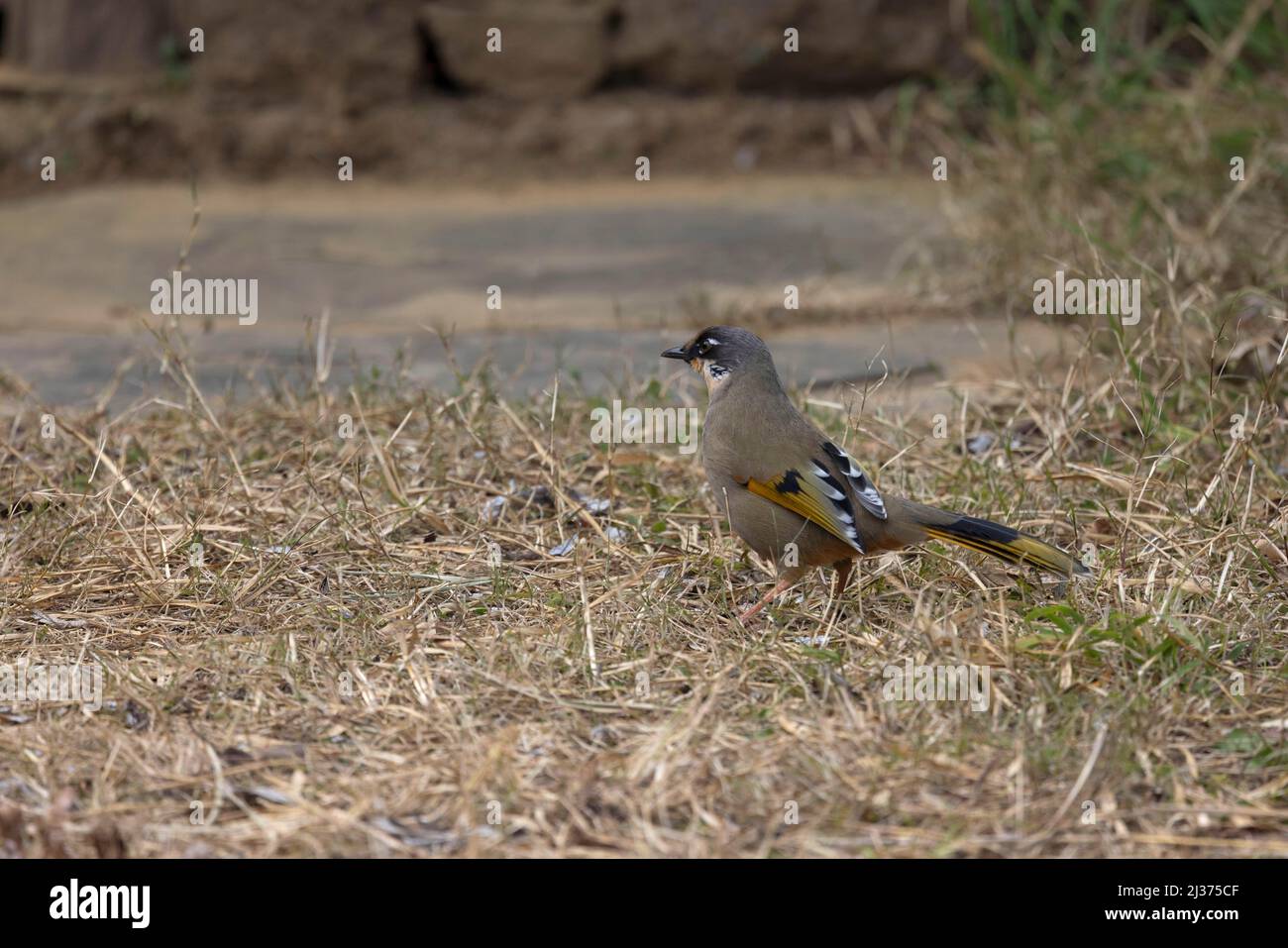 Variegated Laughingthrush, Trochalopteron variegatum, Uttarakhand ...