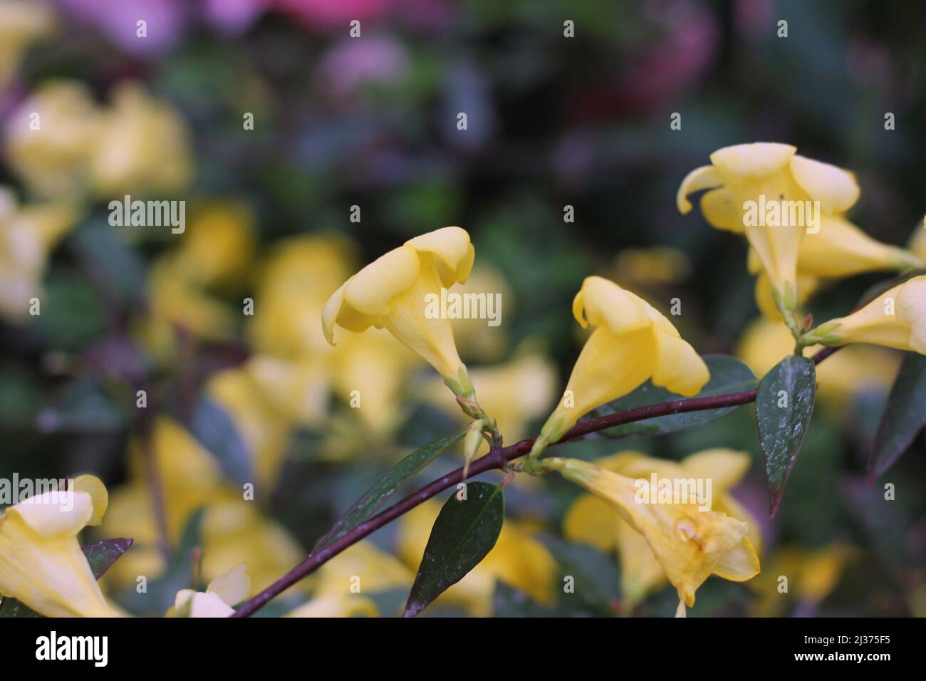 Beautiful spring flowers growing in the sunny garden Stock Photo - Alamy