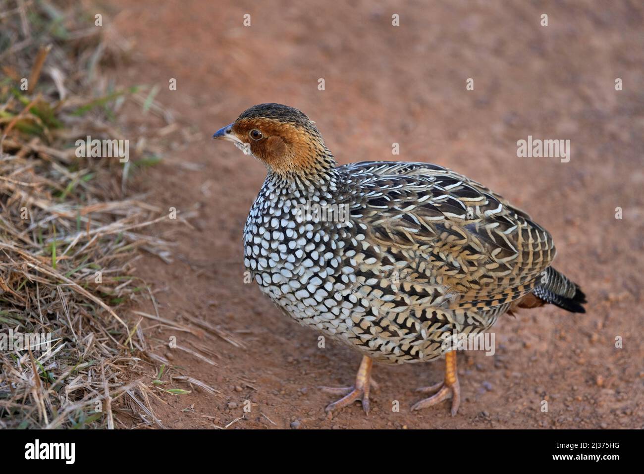 Painted Francolin, Francolinus pictus, Panna Tiger Reserve, Madhya ...