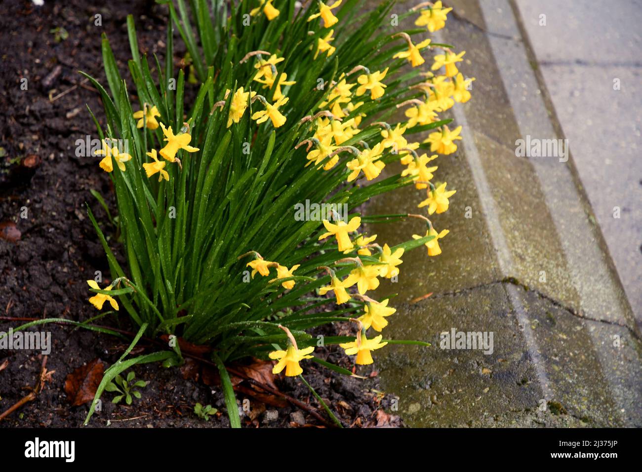 Kastrup/Denmark./06 April 2022/.Daffodiil flowers early sprngs in ...