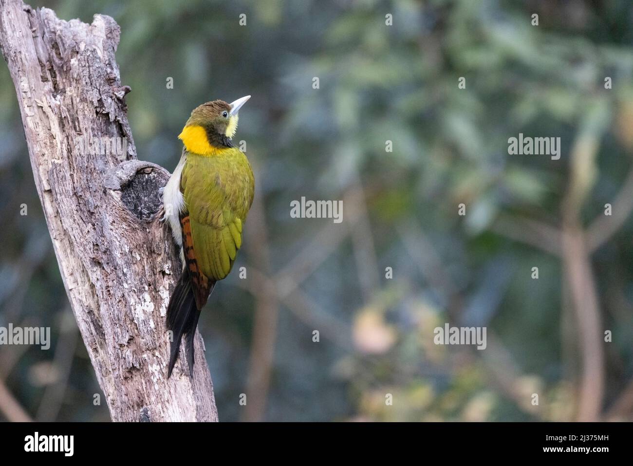 Greater Yellow-naped Woodpecker, Picus flavinucha, Uttarakhand, India ...