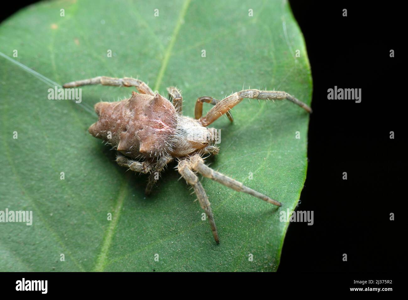 Signature spider, Argiope sp, Satara, Maharashtra, India Stock Photo ...