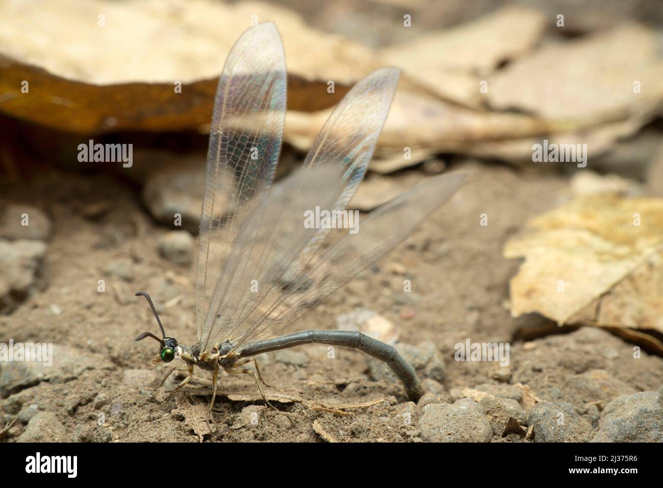 Female lacewing insect laying eggs in sand, Satara, Maharashtra, India ...