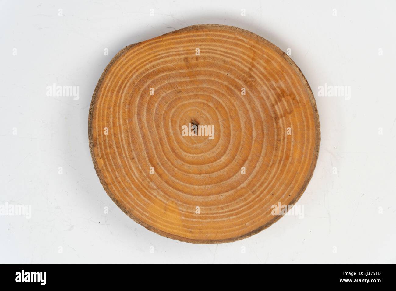 Tree stump, cut tree bough isolated on white background, wooden stump ...