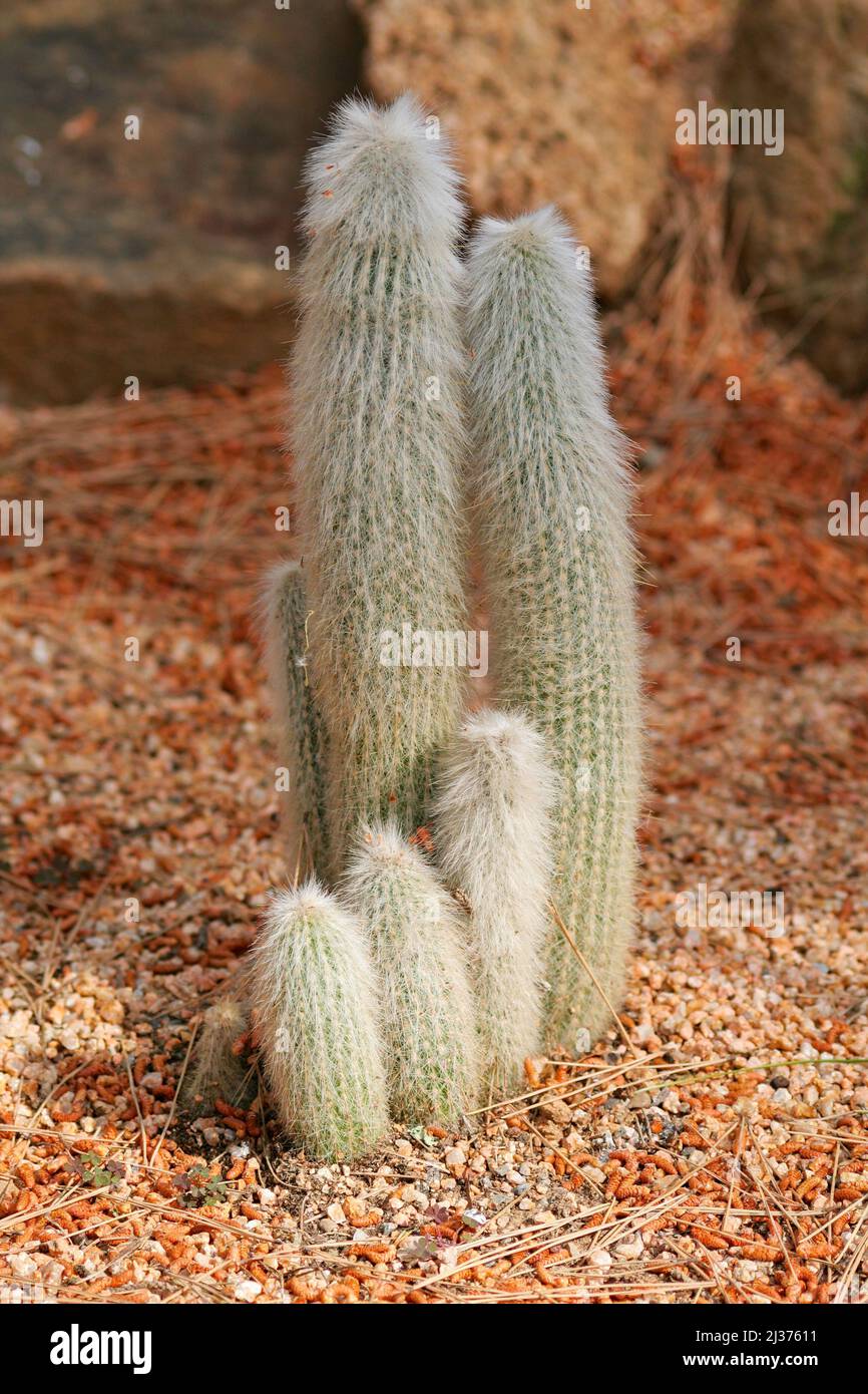 Hairy old man cactus hi-res stock photography and images - Alamy