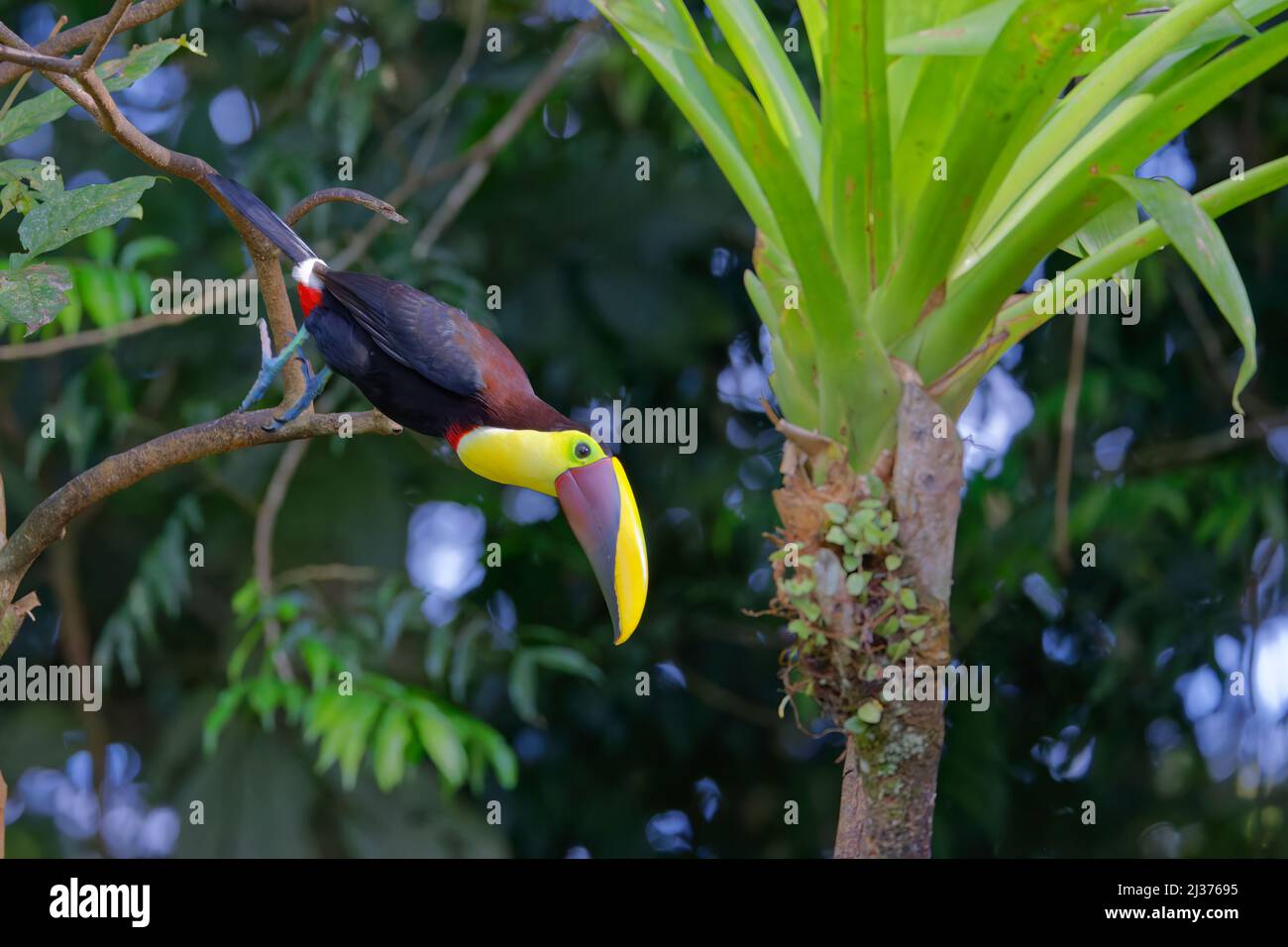 Toucans in flight hi-res stock photography and images - Alamy
