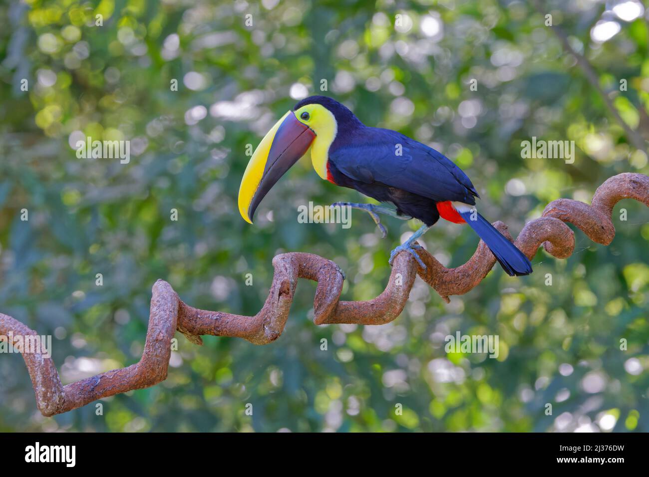 Chestnut Mandibled Toucan - hopping along branch Ramphastos ambiguus ...