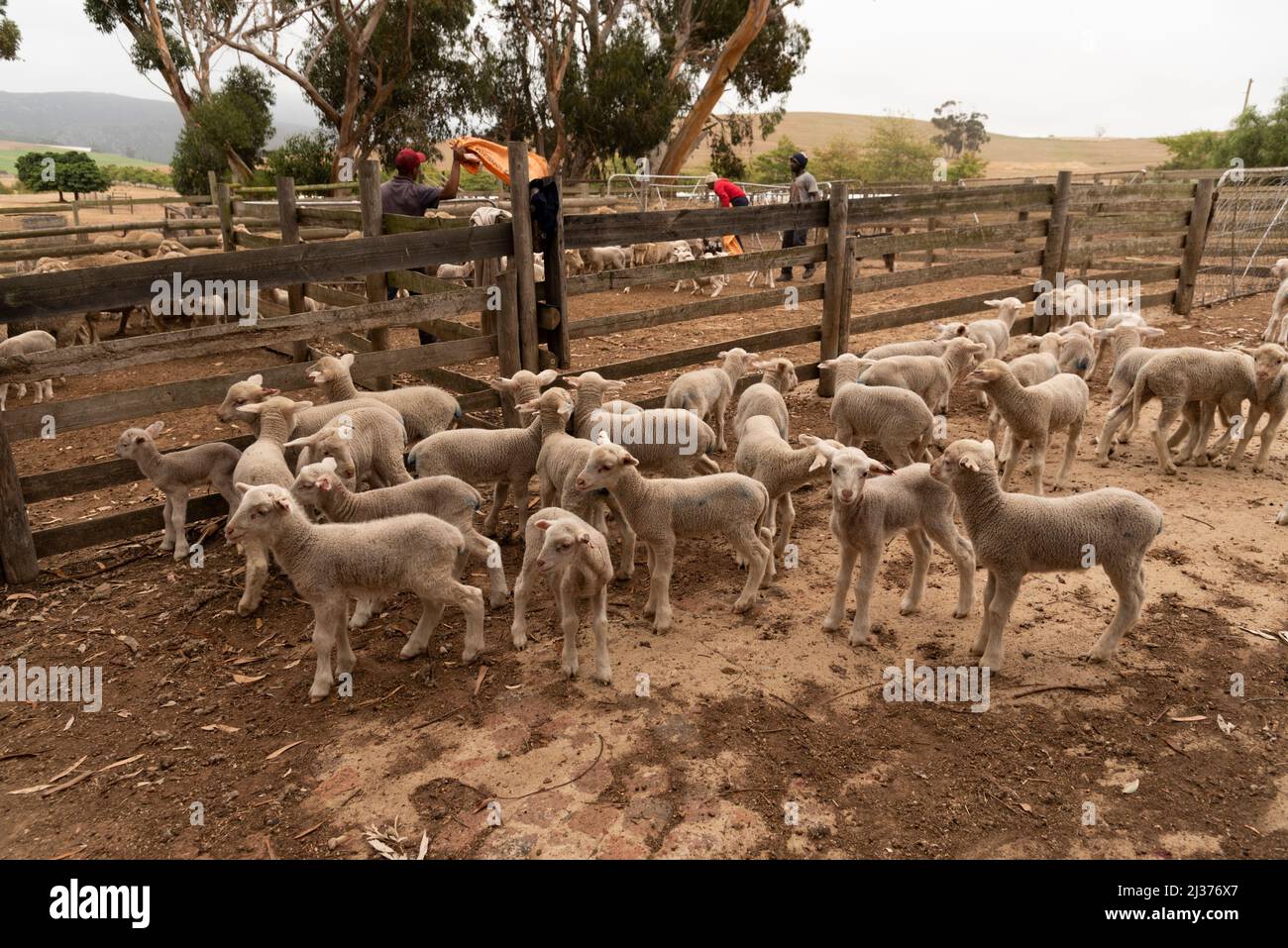 Caledon, Overberg region of South Africa. 2022. Lambs in a pen after having their tails cut off ...
