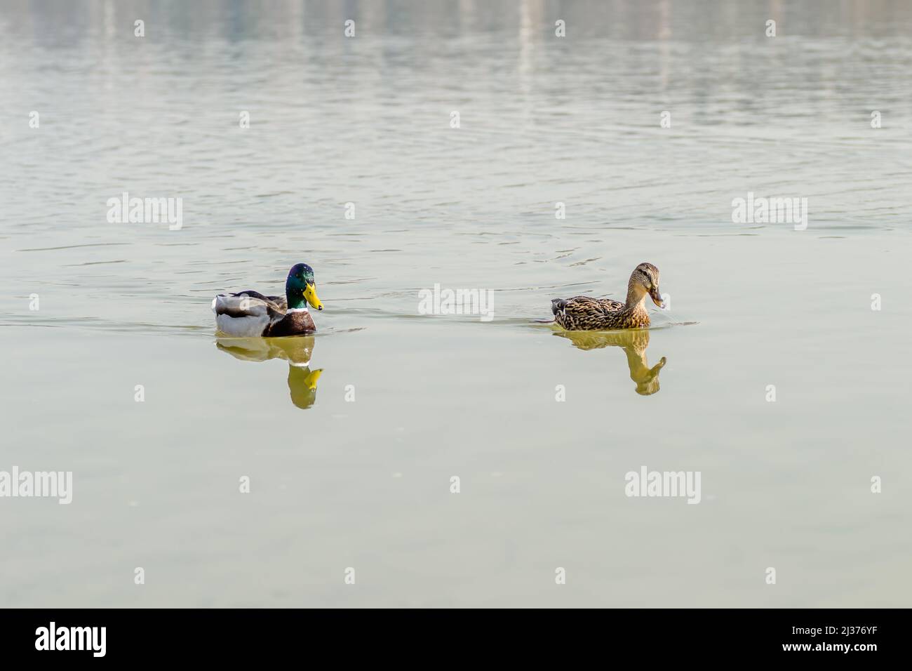 Ducklings in natural environment hi-res stock photography and images ...