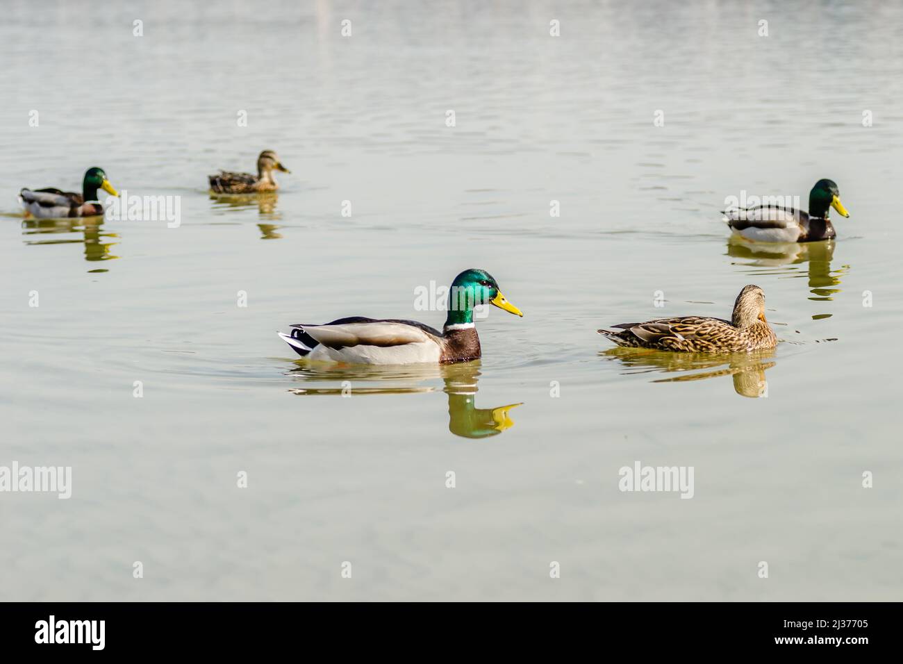Beautiful wild ducks swim hi-res stock photography and images - Alamy