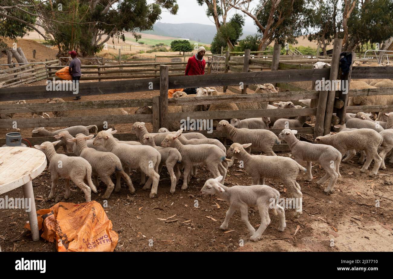 Caledon, Overberg region of South Africa. 2022. Lambs in a pen after having their tails cut off ...