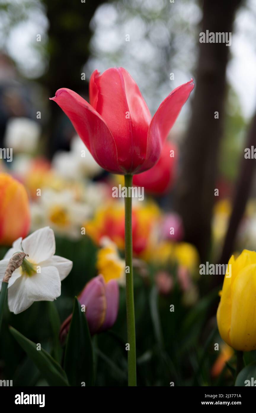 Three three petaled flowers hi-res stock photography and images - Alamy
