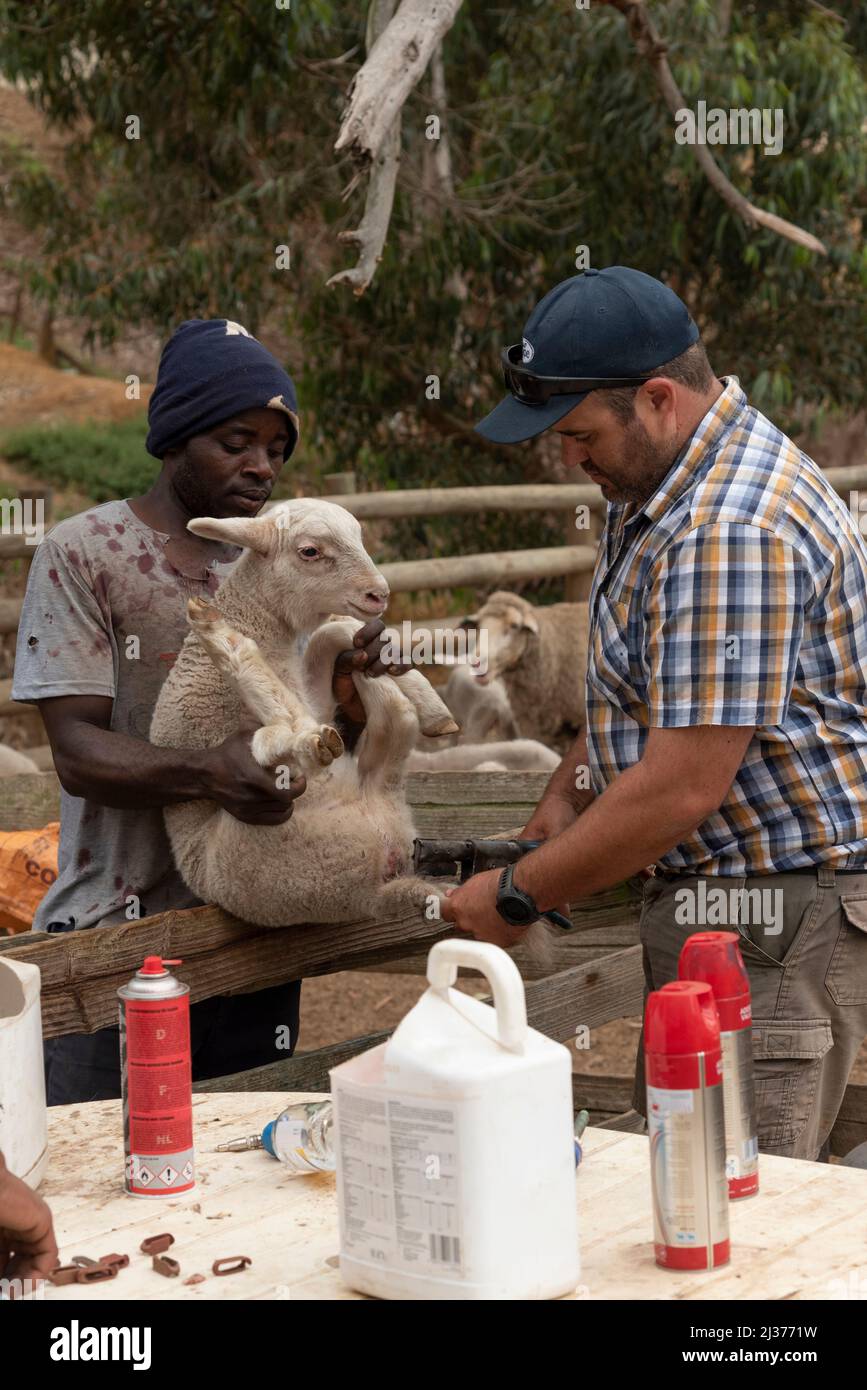 Caledon, Overberg region of South Africa. 2022. Farmer using a docking ...