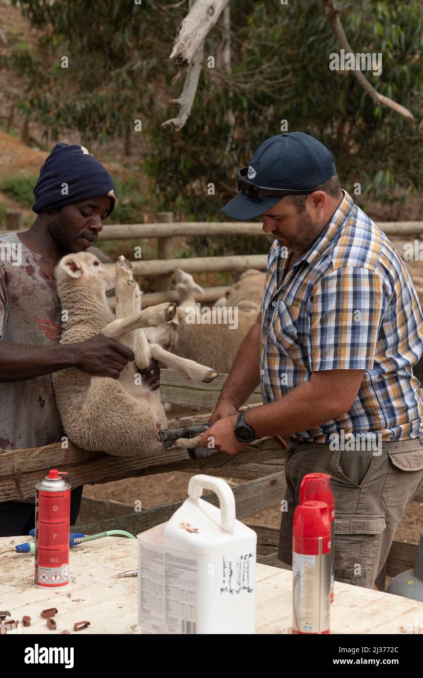 Caledon, Overberg region of South Africa. 2022. Farmer using a docking ...