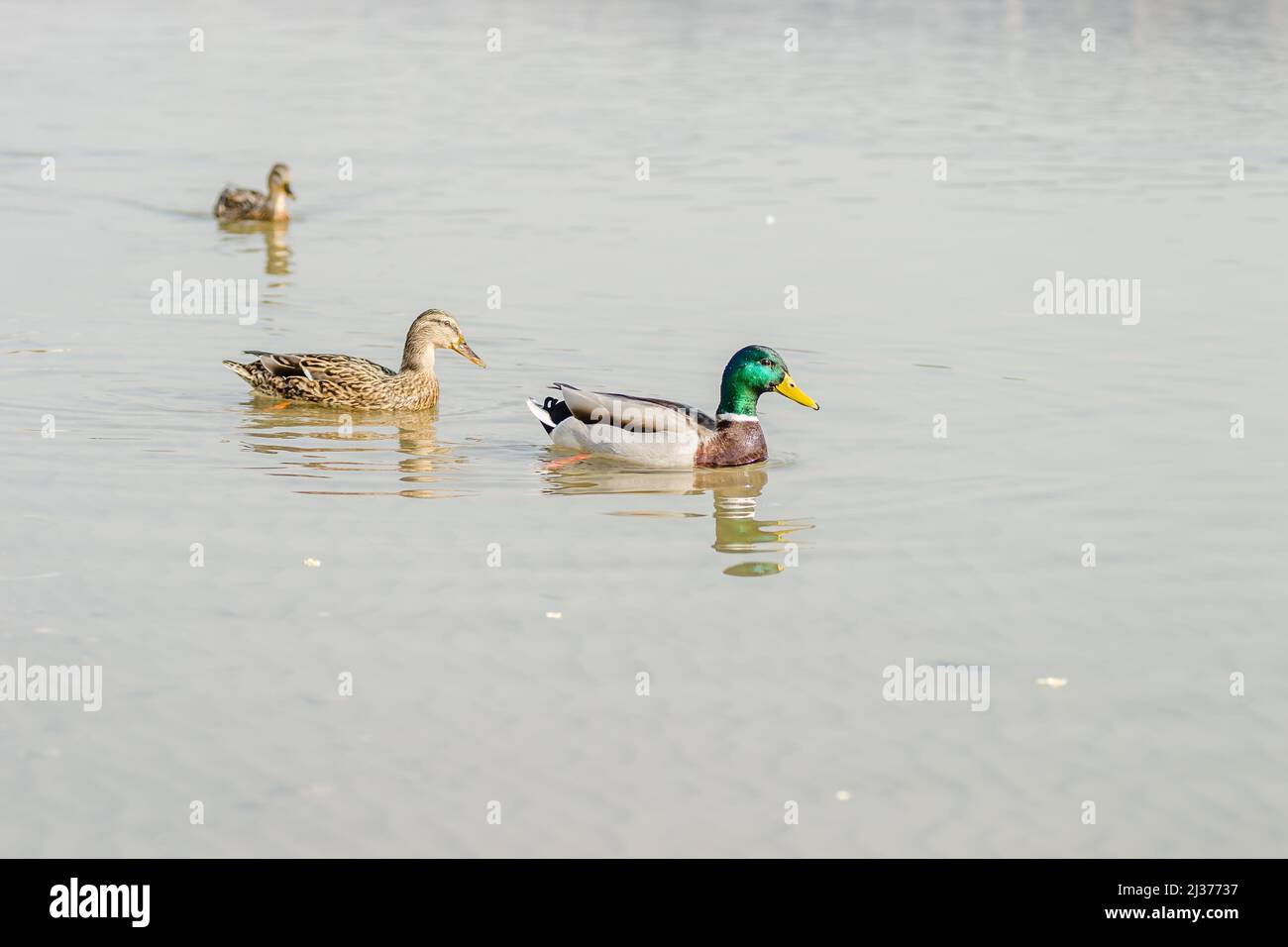 Wild ducks in their natural environment Stock Photo - Alamy