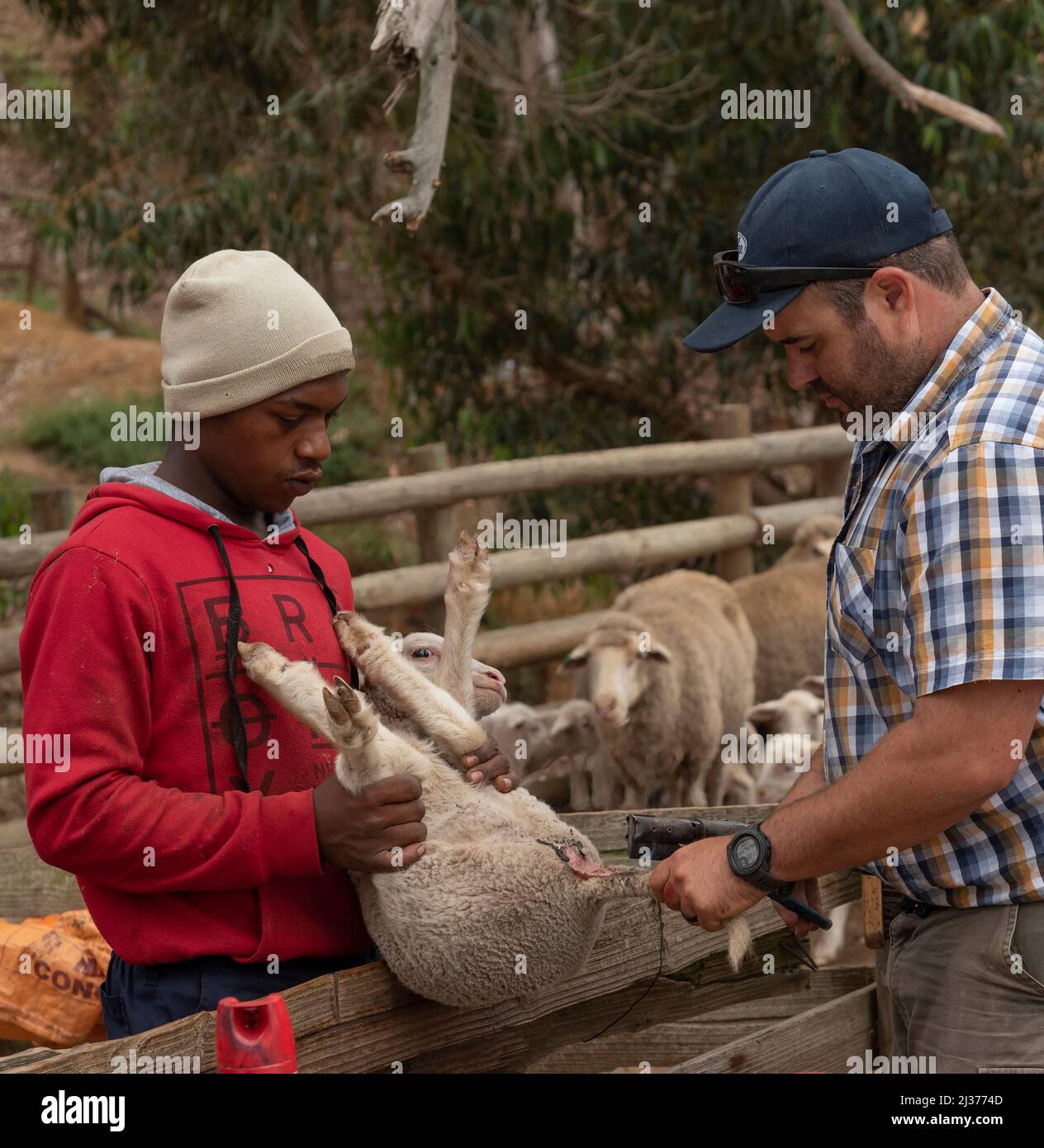 Caledon, Overberg region of South Africa. 2022. Farmer using a docking ...