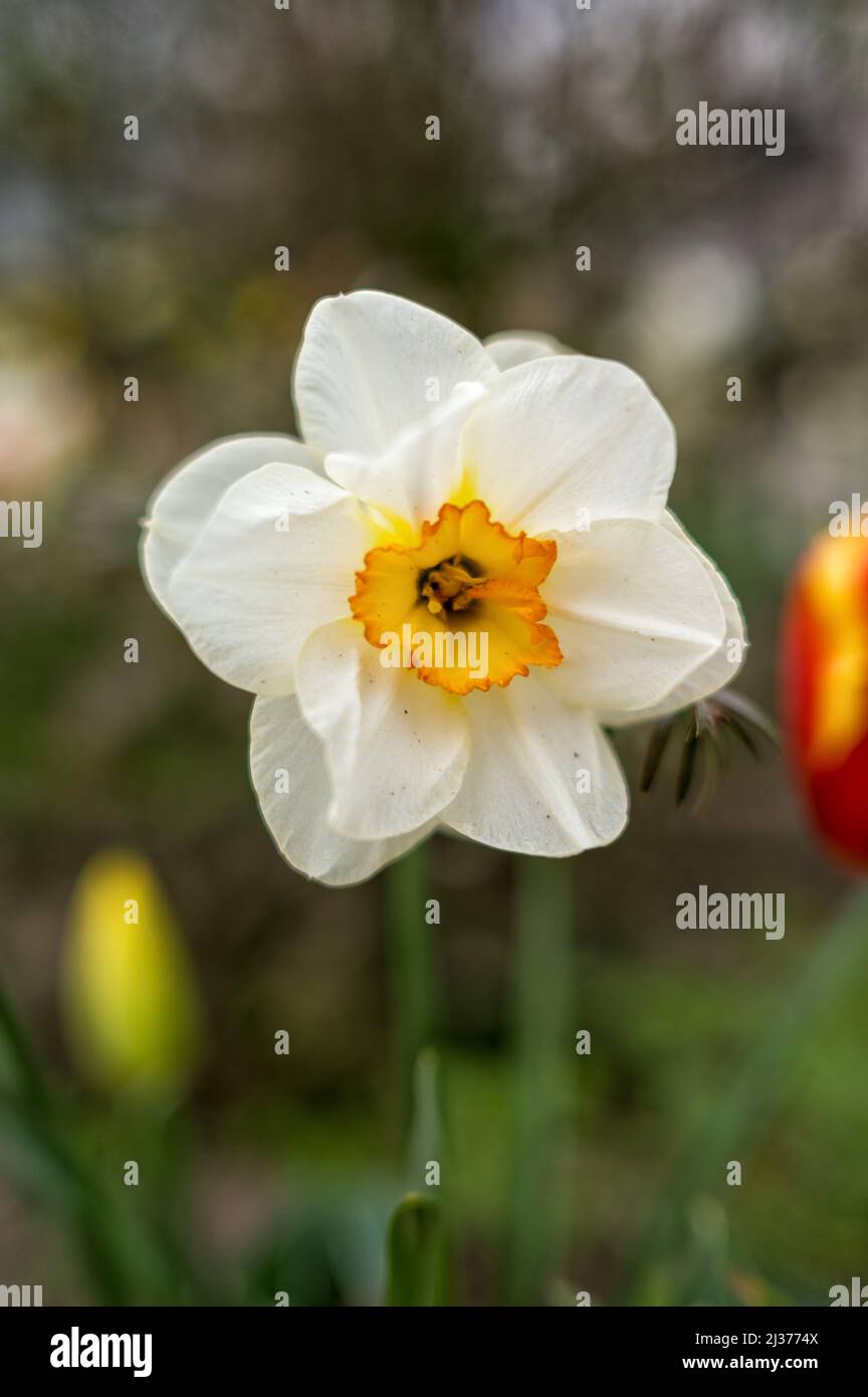 Large cut daffodil white flowers, white 'Ice Follies' (Daffodil hybrid ...