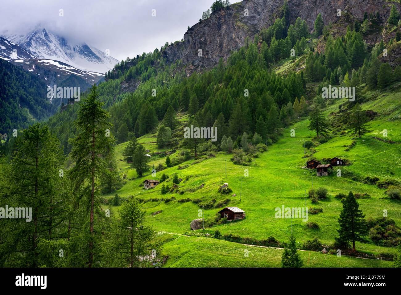 Green valley in the chami-hitta way and moss trail from Riffelalp train ...