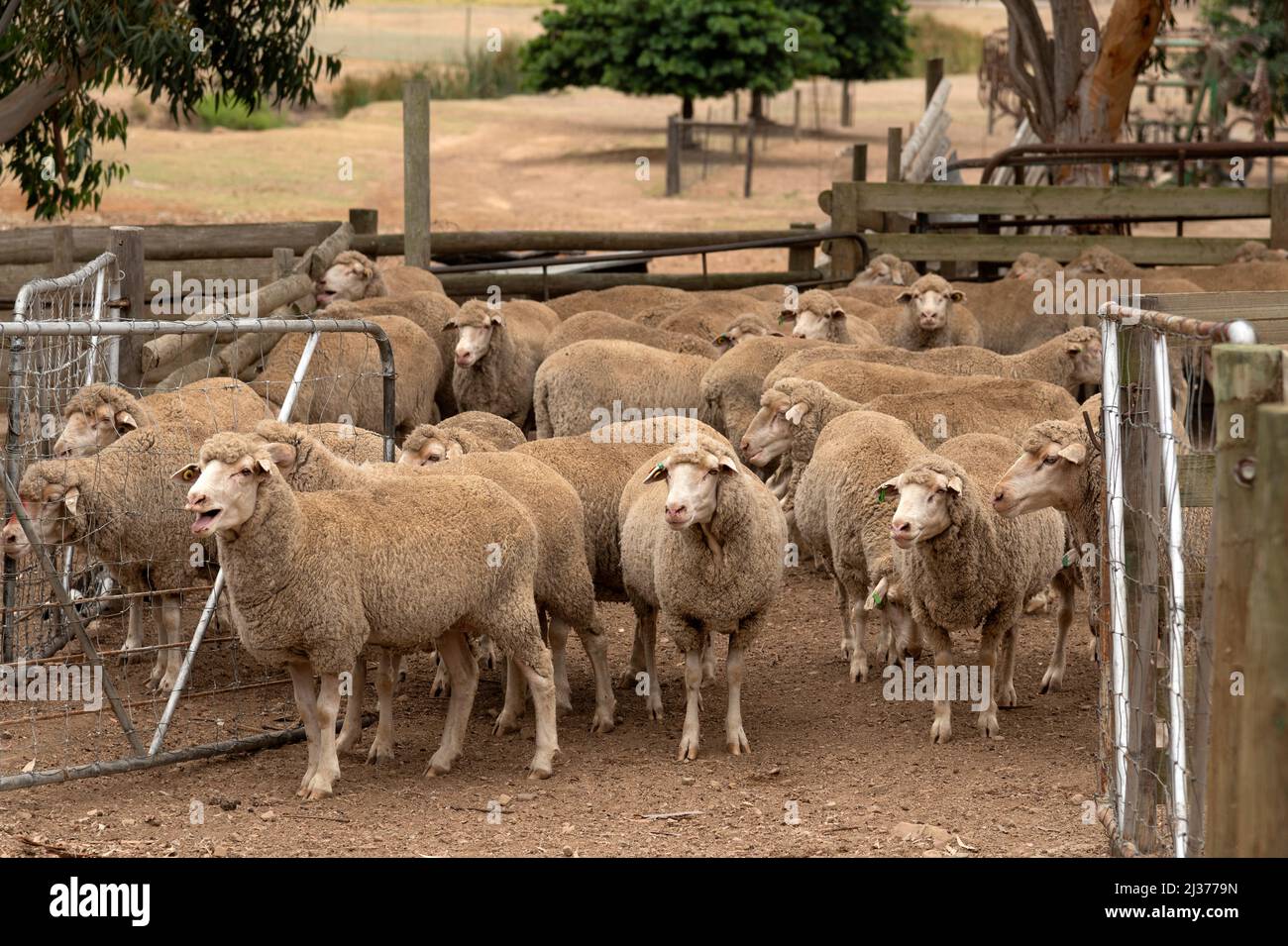 Wool producing animals hi-res stock photography and images - Alamy
