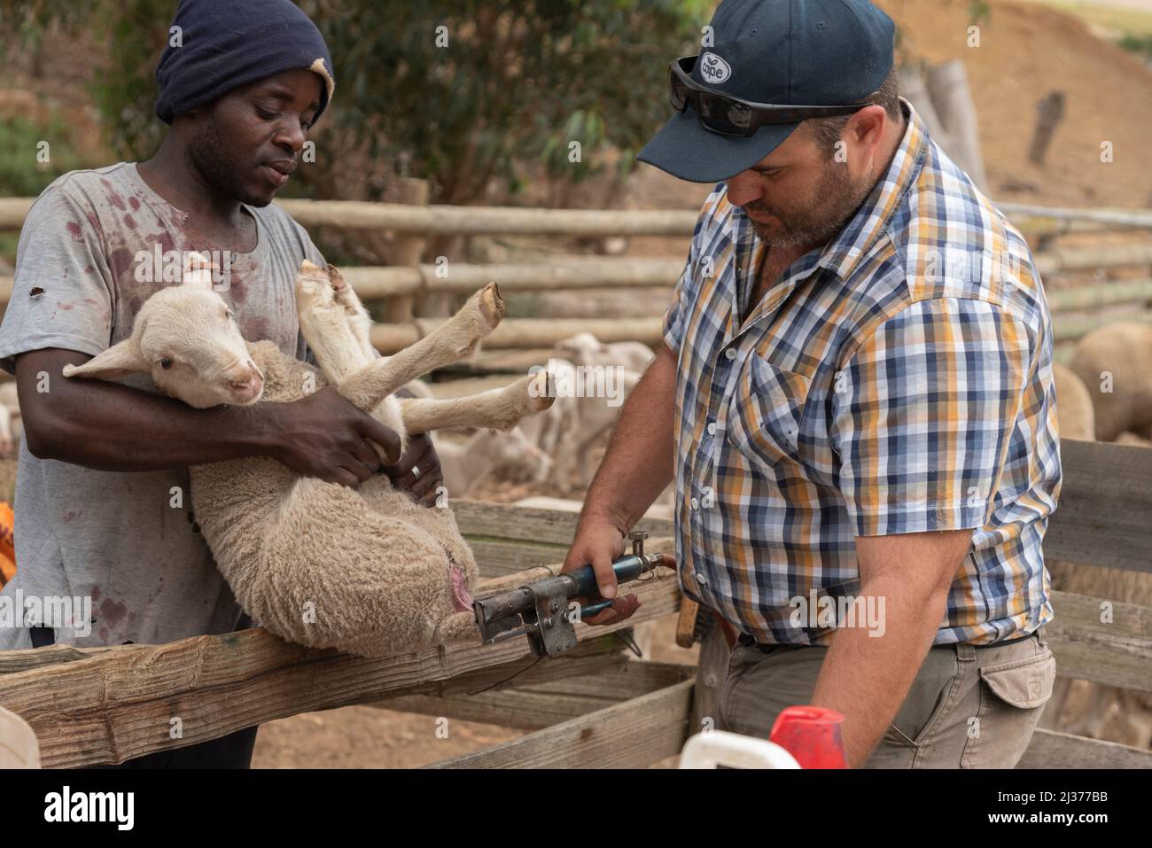 Caledon, Overberg region of South Africa. 2022. Farmer using a docking ...