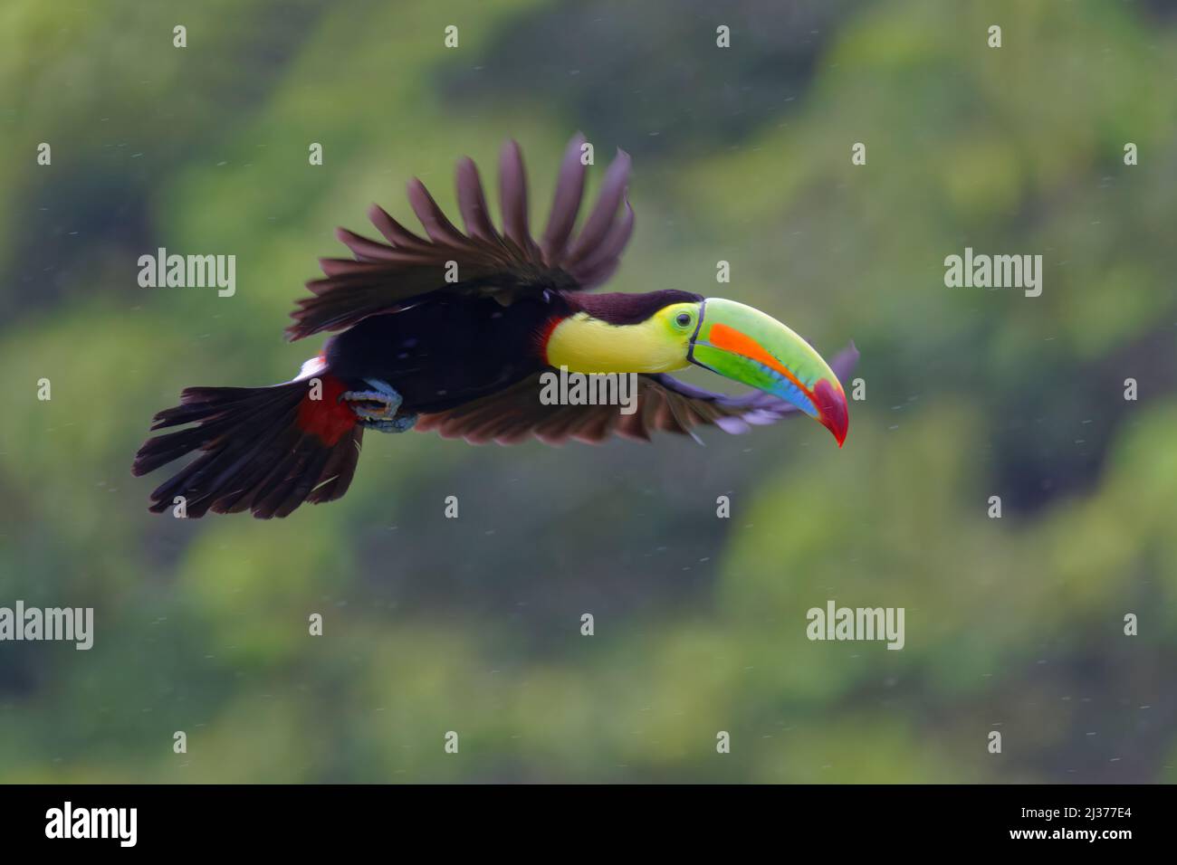Toucans in flight hi-res stock photography and images - Alamy