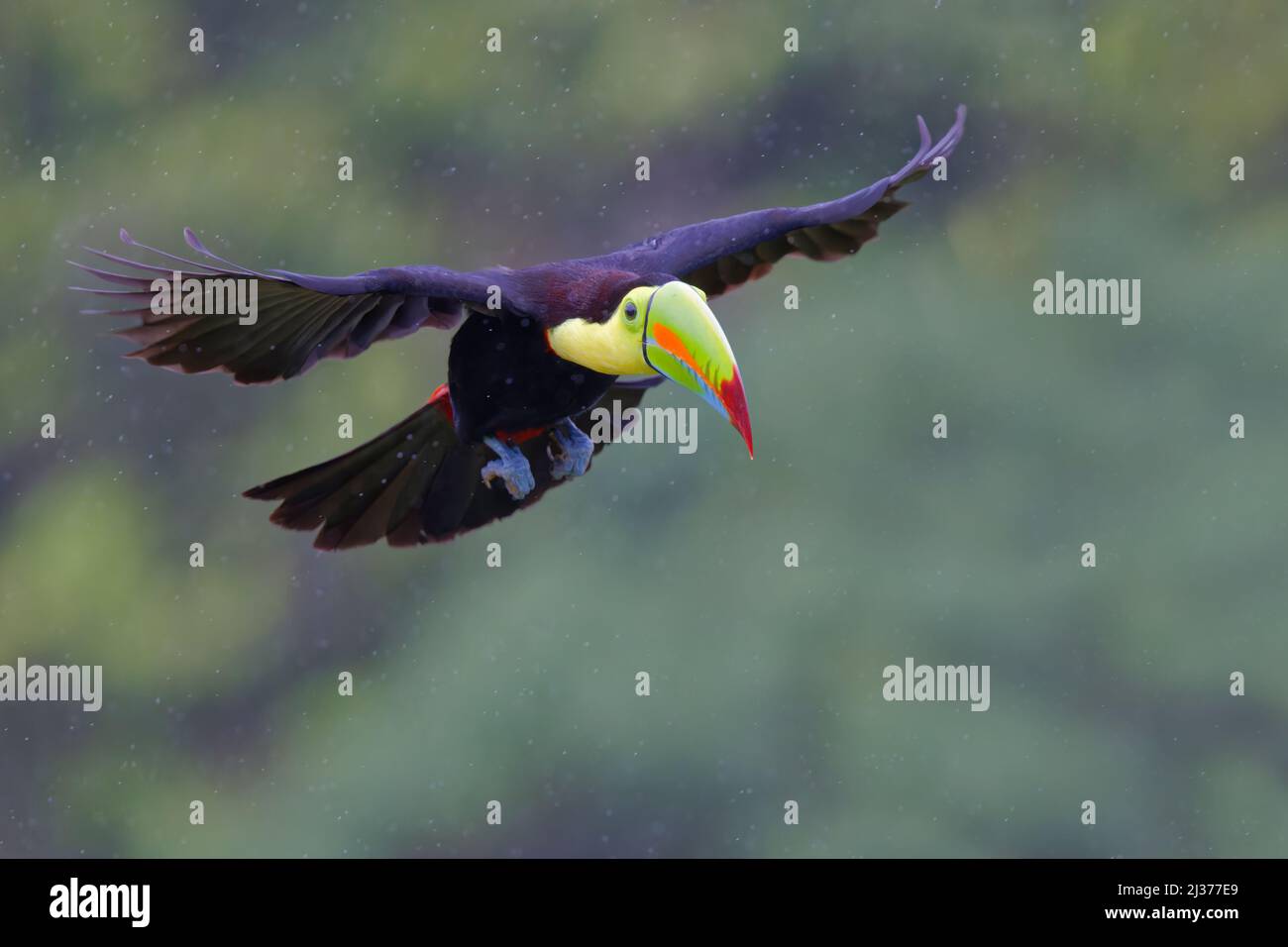 Toucans in flight hi-res stock photography and images - Alamy