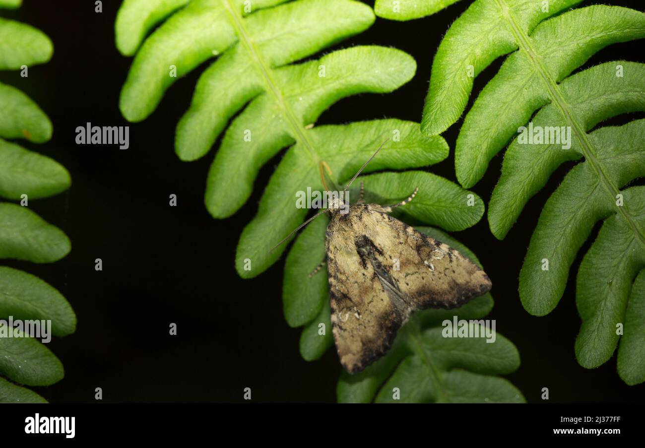 Slender brindle moth hi-res stock photography and images - Alamy