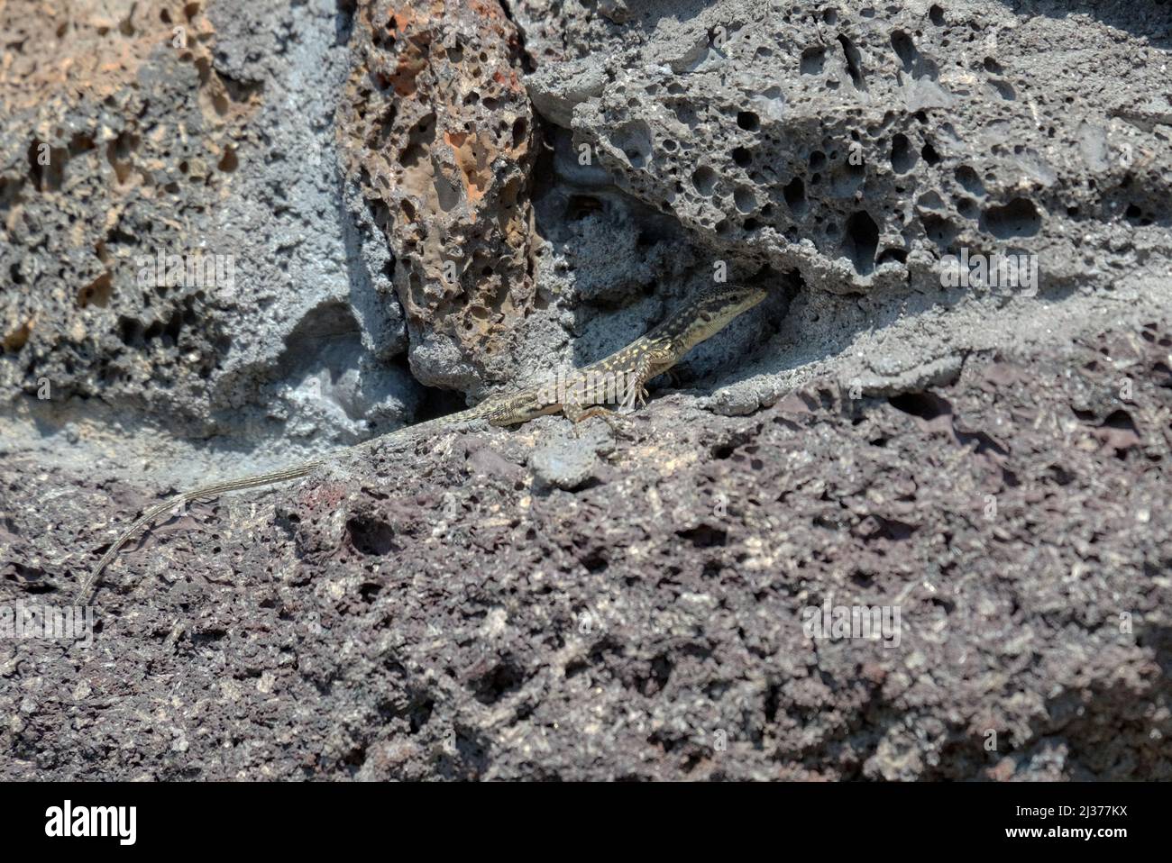 Italian Wall Lizard or Podarcis Sicula in Etna Park, Sicily Stock Photo ...