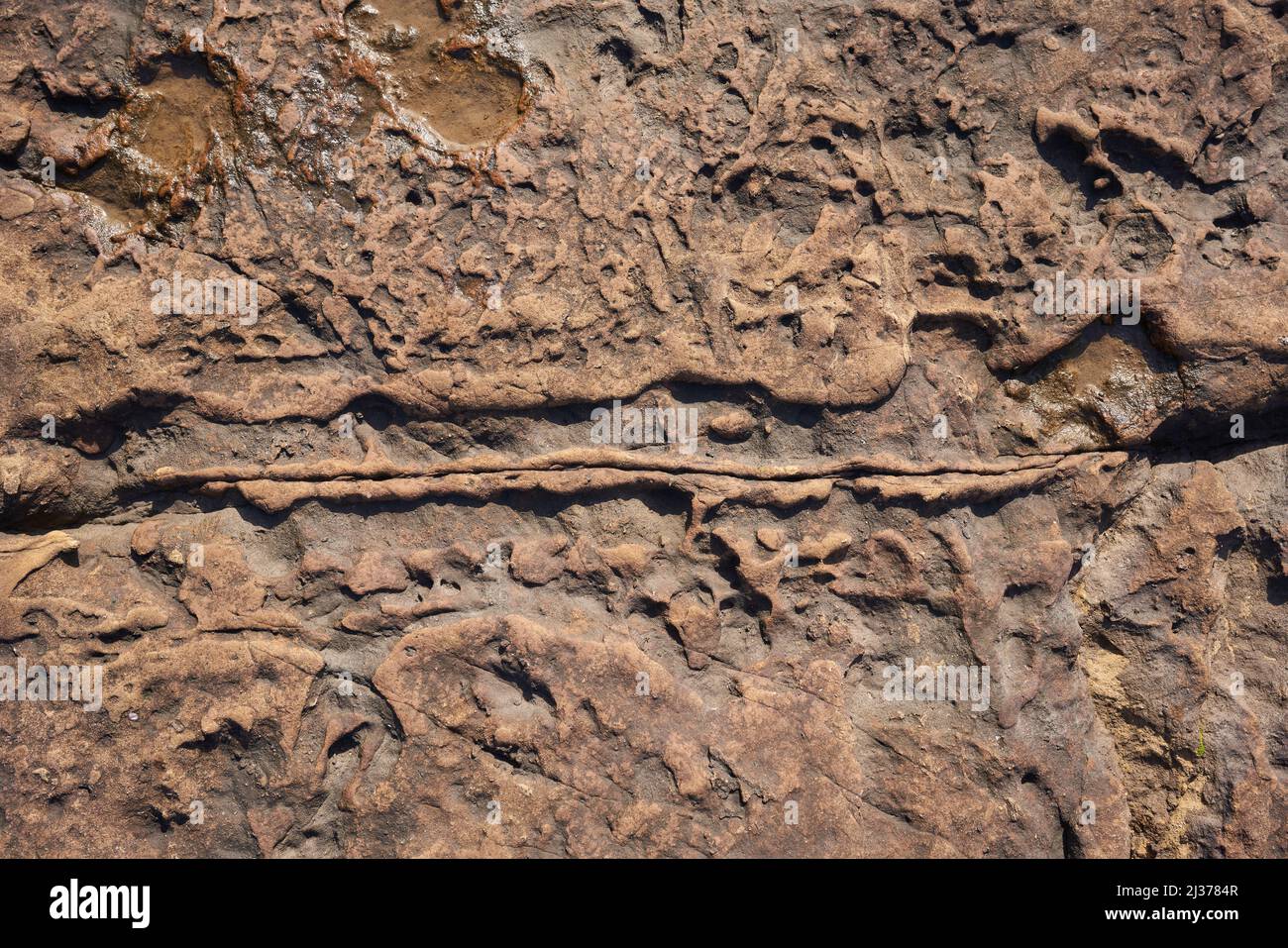 Rock layer fossils hi-res stock photography and images - Alamy