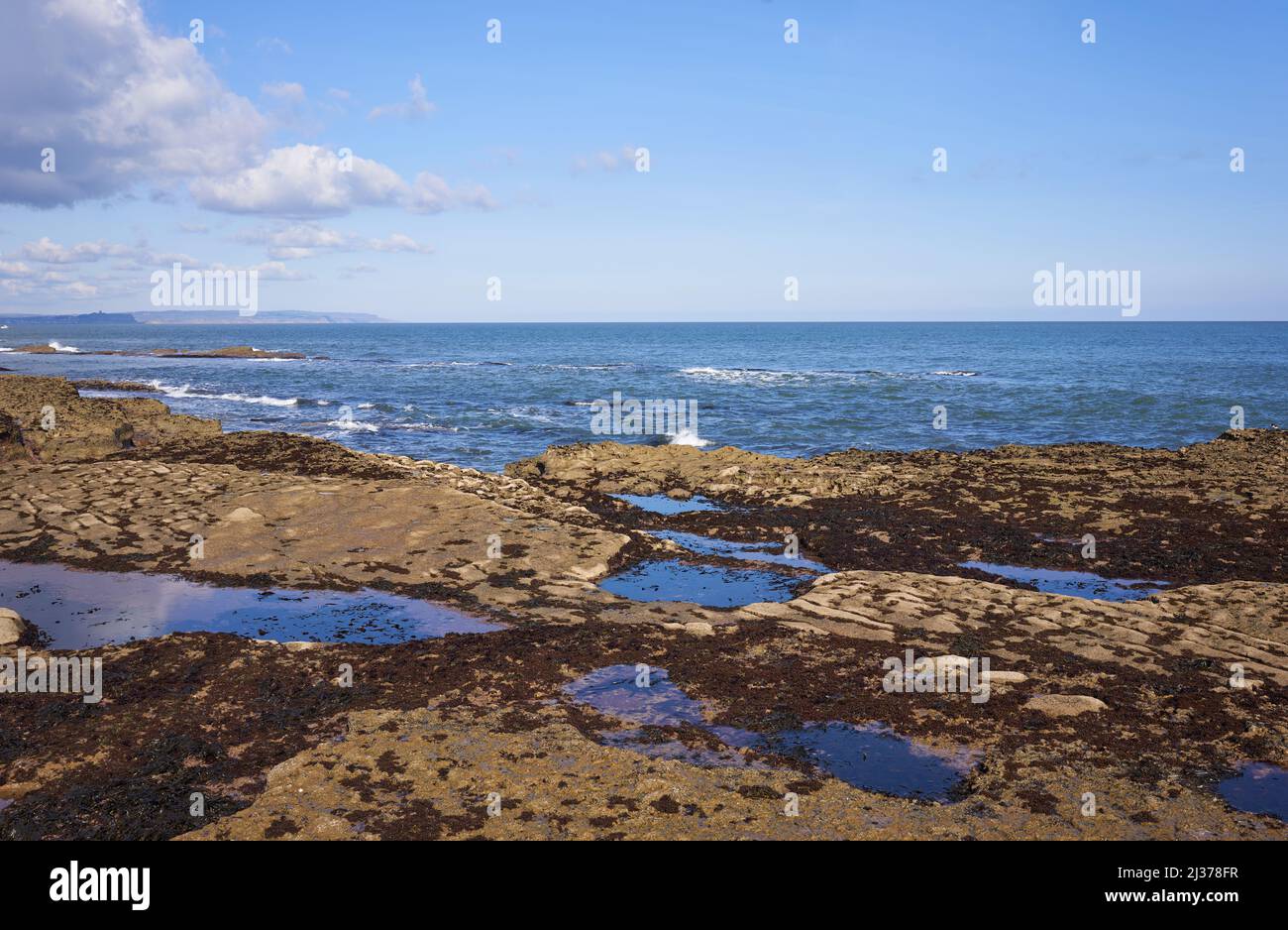 Exposed rocky reef at low tide at Filey Brigg, Yorkshire, UK Stock ...