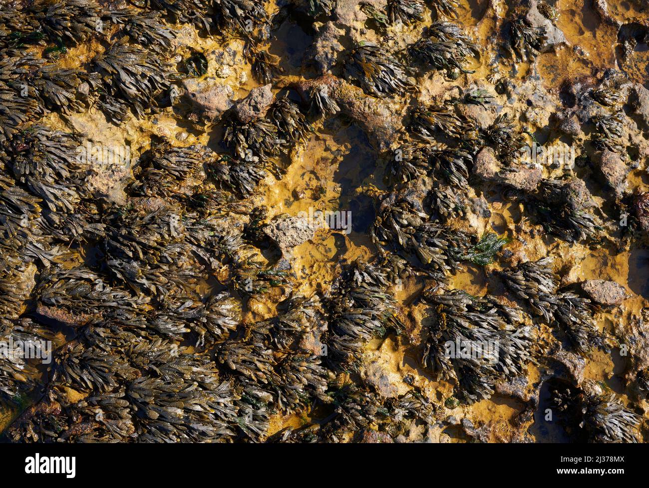Variety of seaweed species hi-res stock photography and images - Alamy