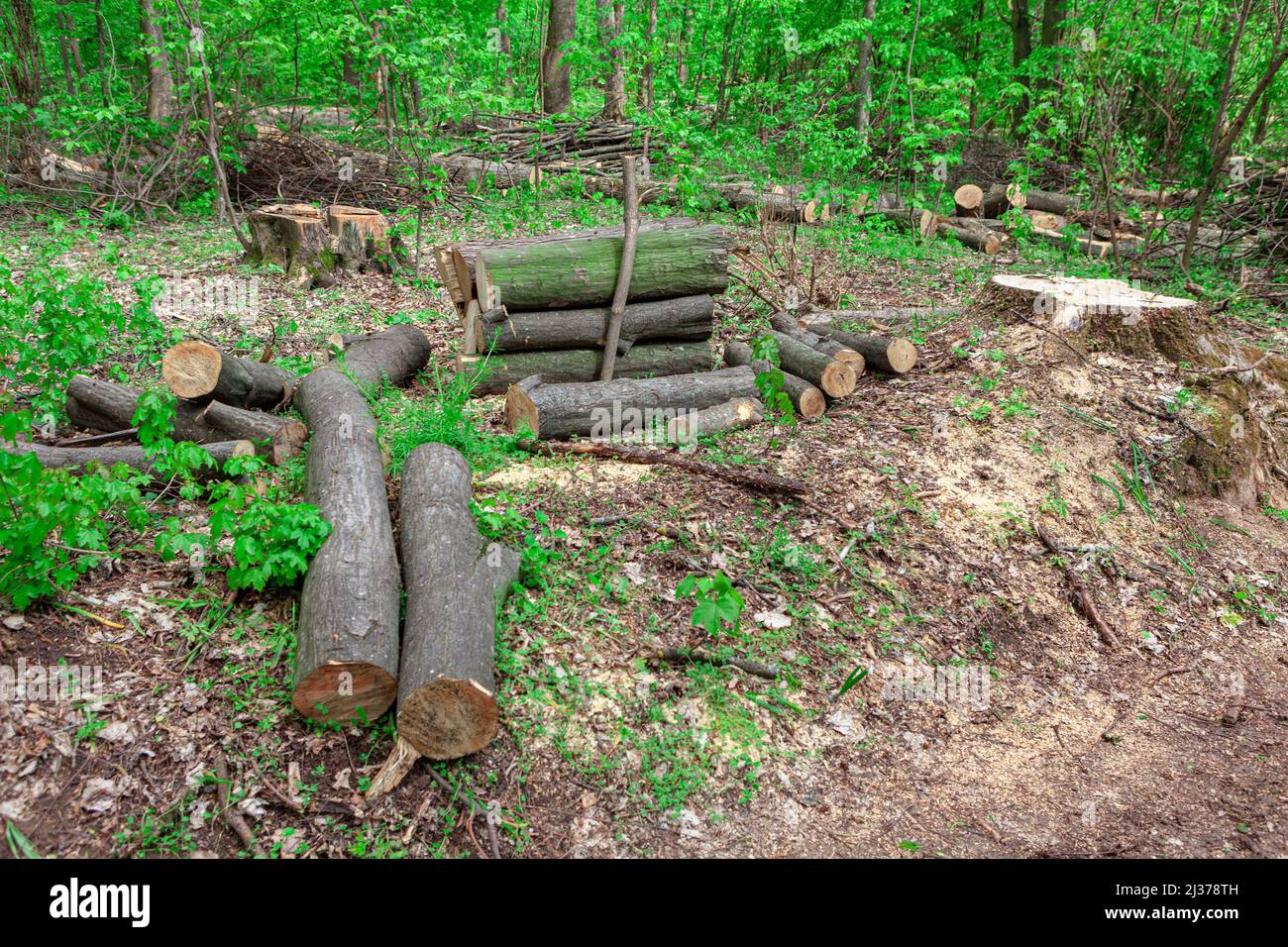 Lumber yard in the forest . Stack of wooden logs Stock Photo - Alamy