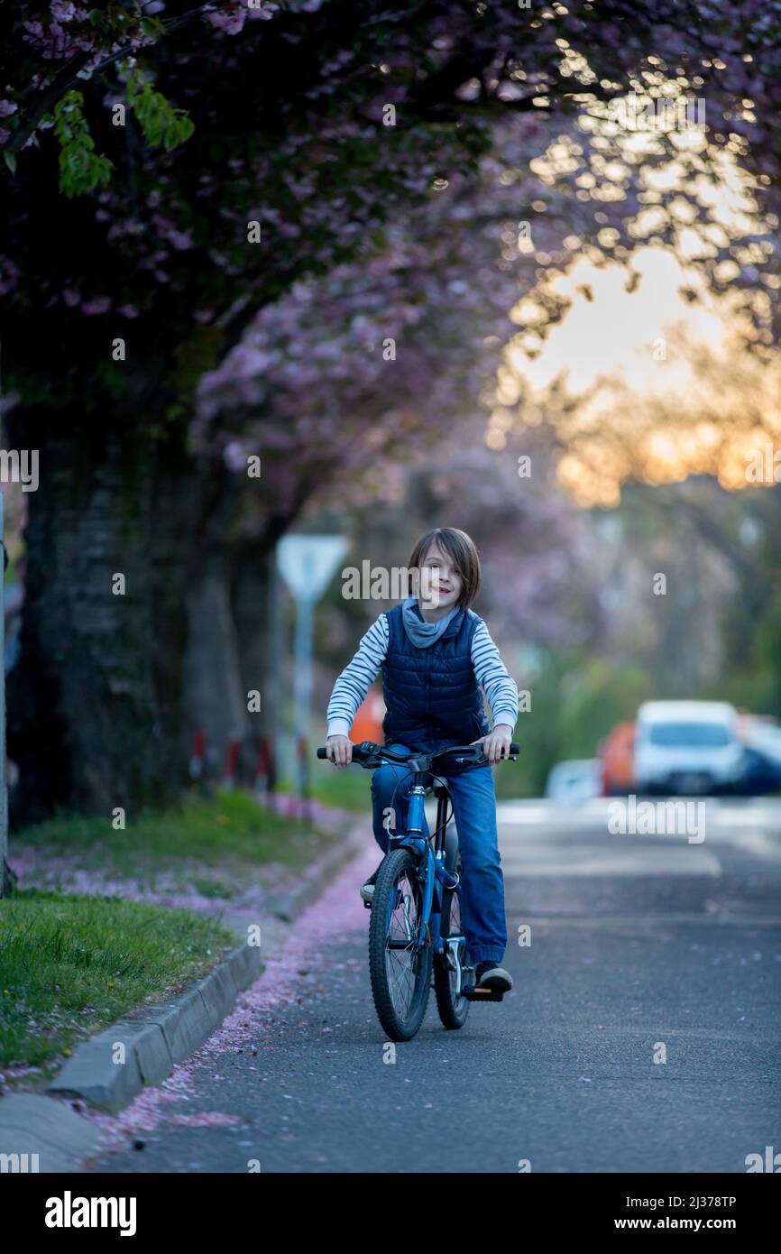 Children, playing on the street with blooming pink cherry trees on sunset, riding bikes Stock ...