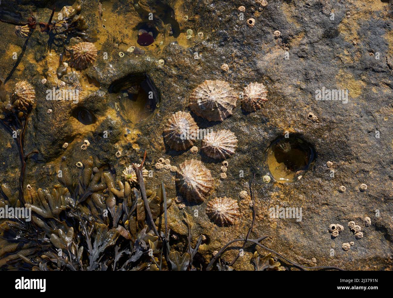 Limpets clinging to a rock hi-res stock photography and images - Alamy