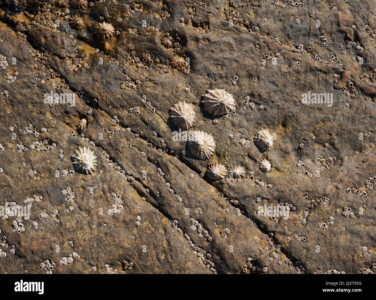 Stuck on a rock hi-res stock photography and images - Alamy