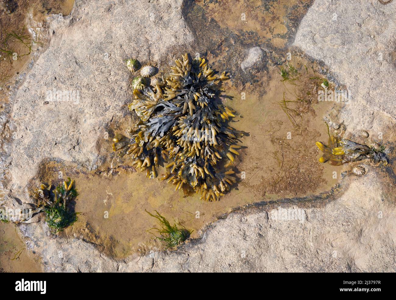 Variety of seaweed species hi-res stock photography and images - Alamy